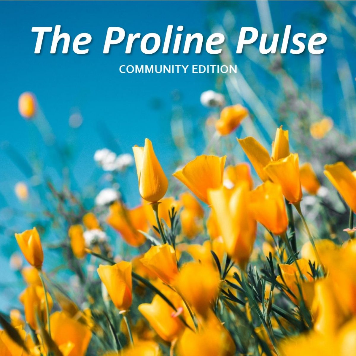 Home - Proline Property Management