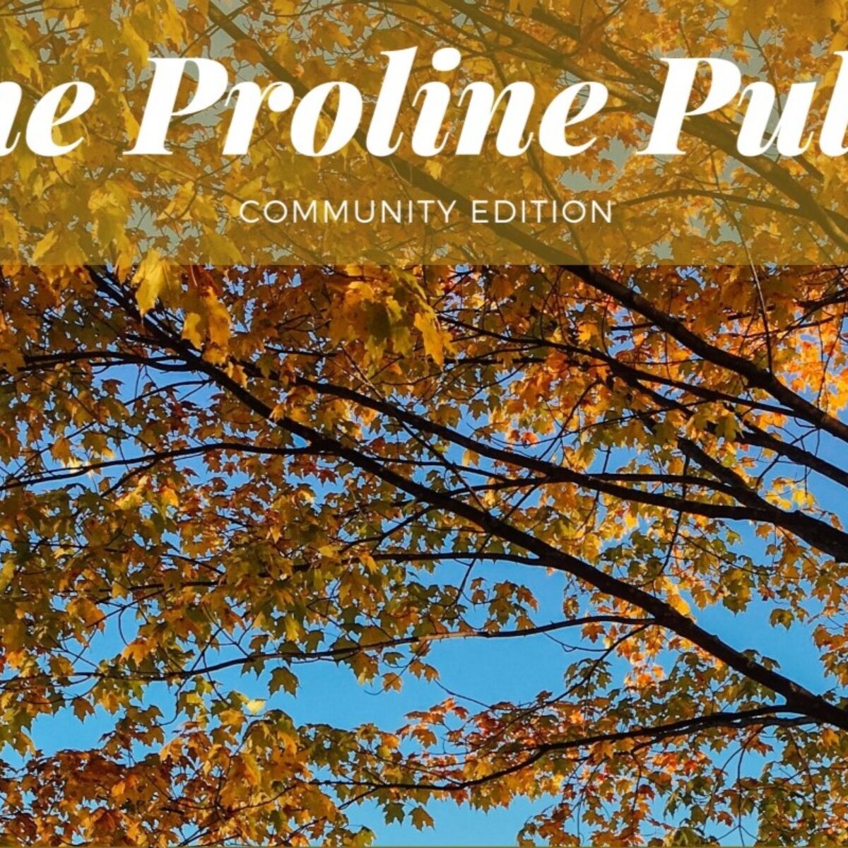 Home - Proline Property Management